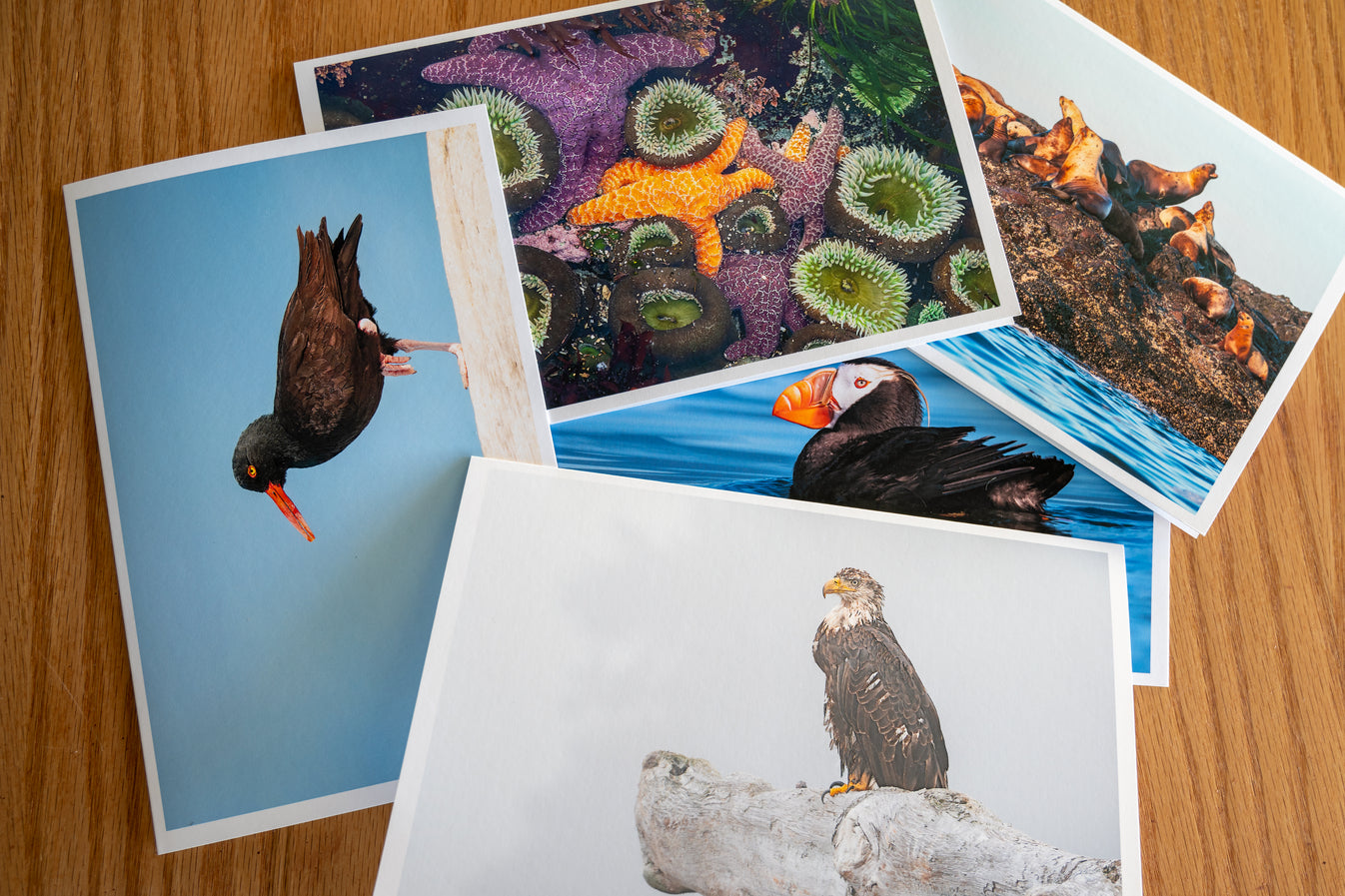 Pacific Rim National Park Wildlife – James Thompson Photography Prints